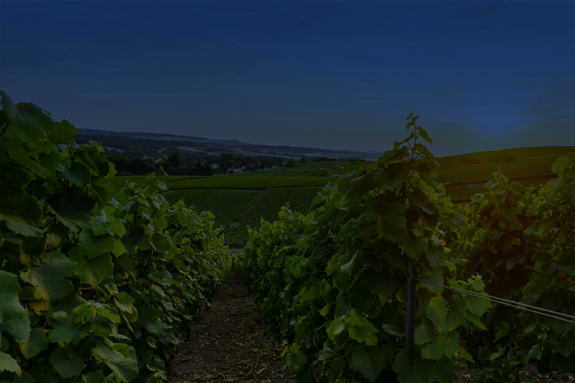 Buy Napa Valley fine wines online with Bitcoins, Lurury wine investment ...