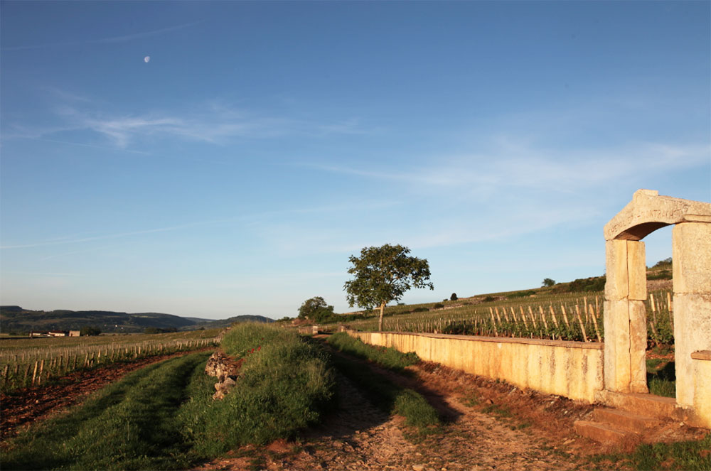 Buy Jean Chartron fine wines online with Bitcoins, Lurury wine ...
